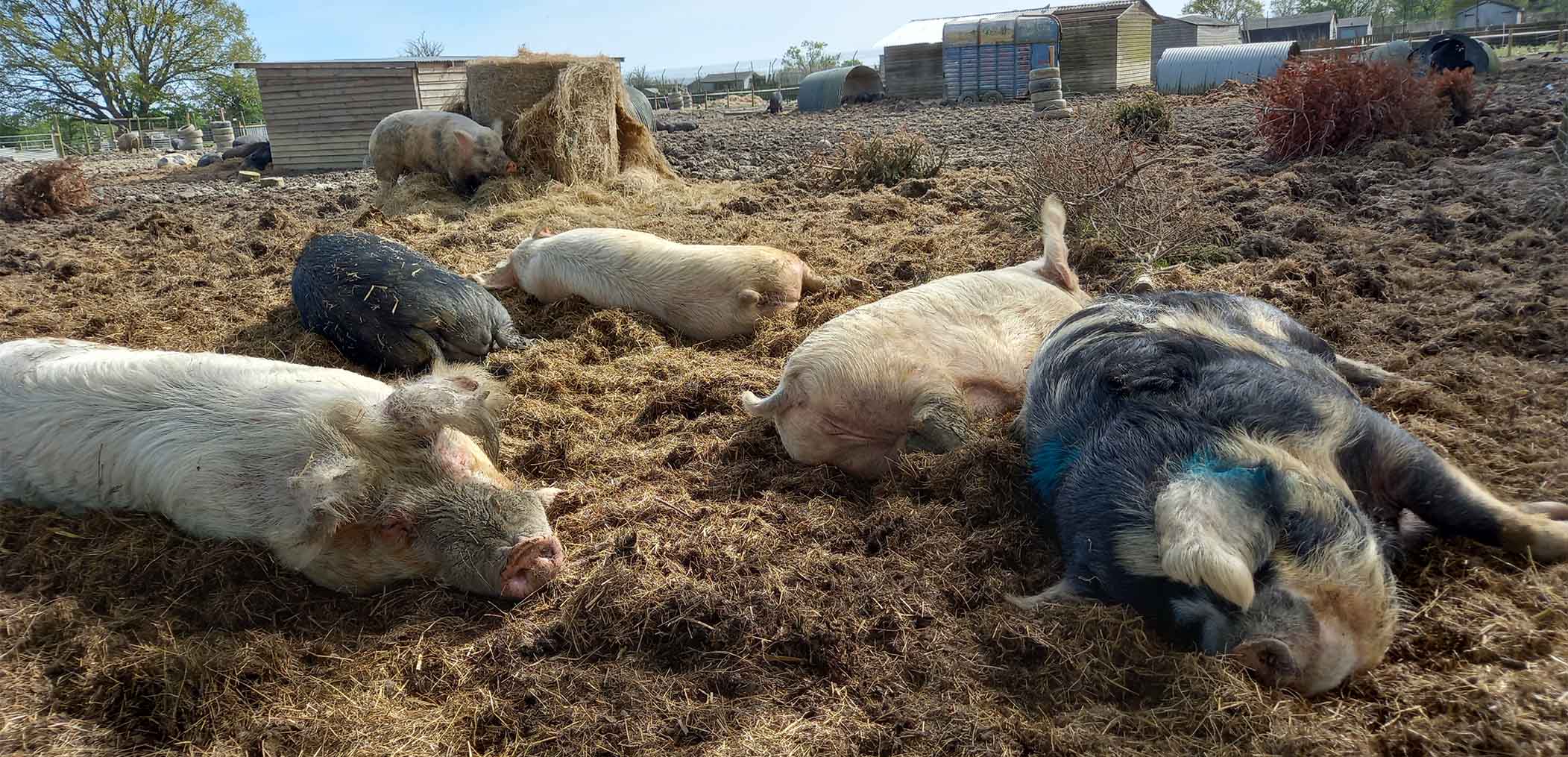 "A visit to The Retreat Animal Rescue Centre" Gini's blog - TGA Mobility